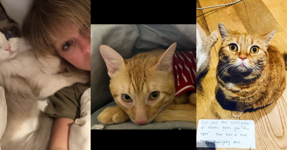 International Cat Day: Pinoy and foreign celebrities who are proud cat ...