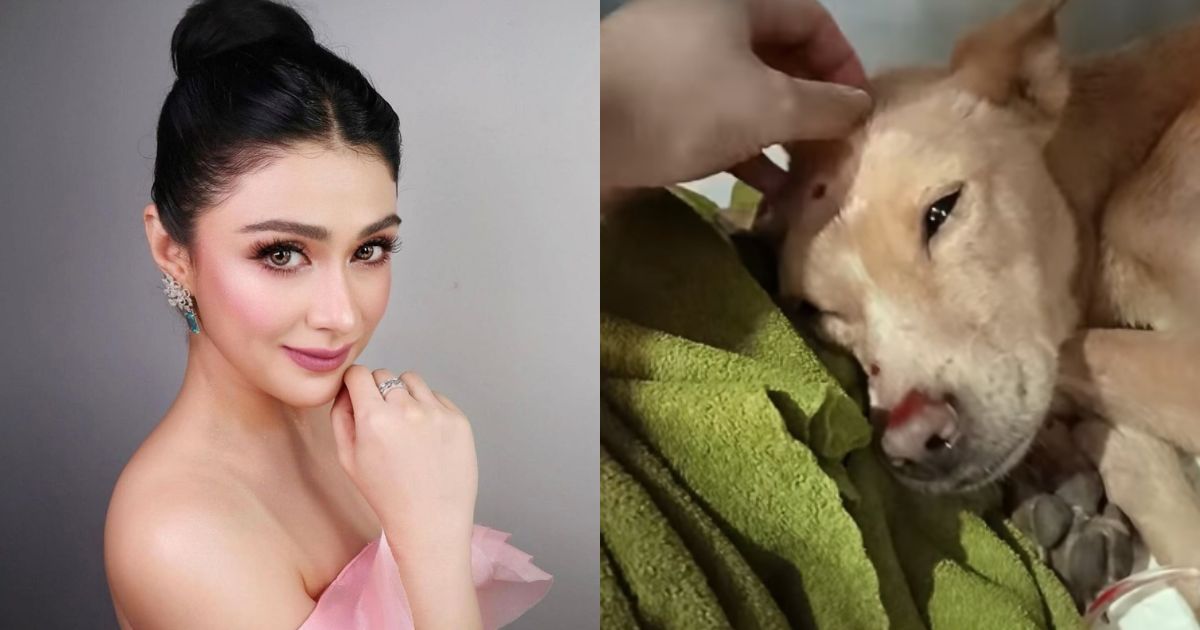 Actress Carla Abellana saves life of dog hit on NLEX - The Filipino Times